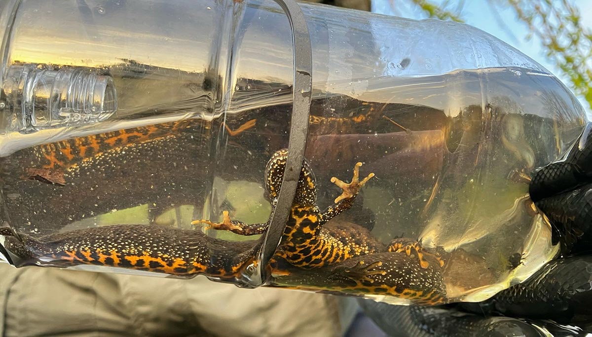 A Developer’s Guide to Great Crested Newts: Full GCN Surveys vs The ...