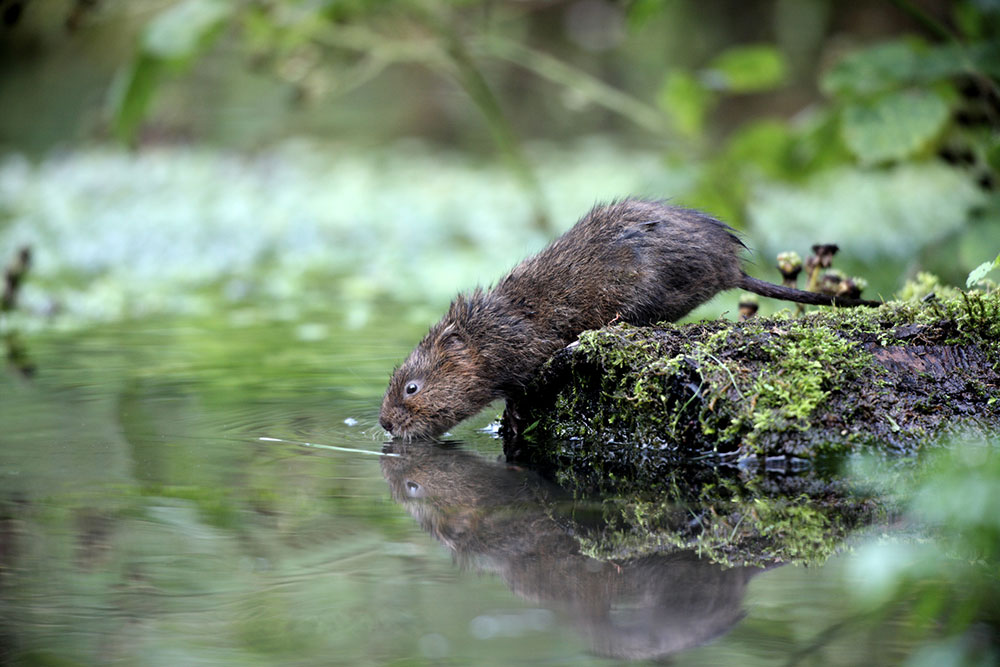 New Water Vole Mitigation Handbook | Ecology by Design